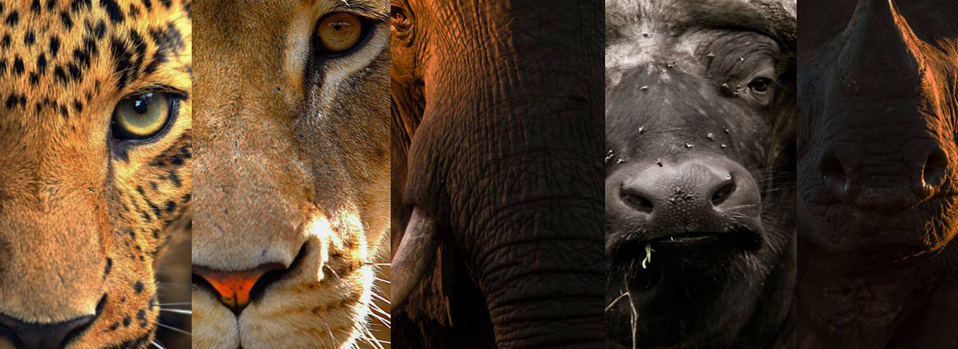 Big 5 Safaris - A Step Into Nature